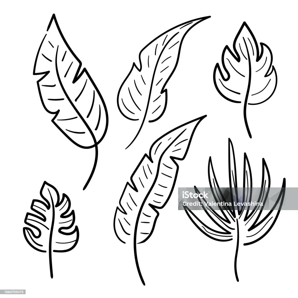 Daun Yang Digambar Tangan Doodle Mengatur Daun Palem Buat Sketsa Cabang