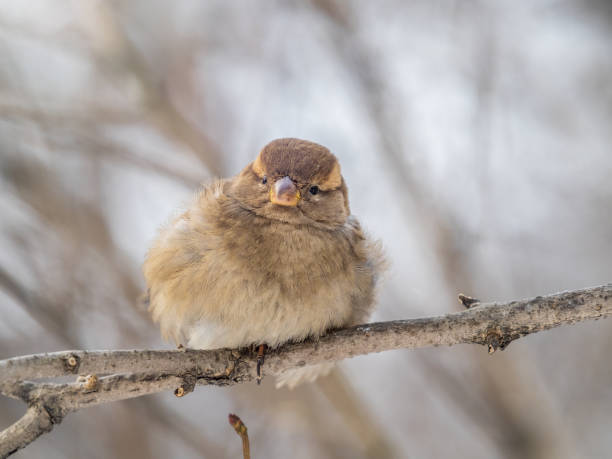 Sparrow Puffed Feathers - Free photo on Pixabay