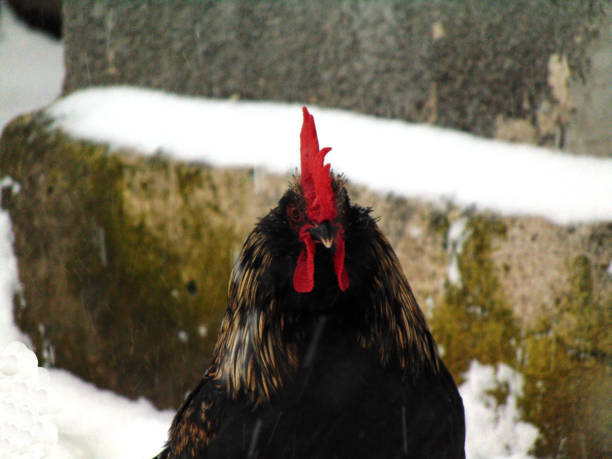 Free Stock Photo of Cold Weather Rooster | Download Free Images and ...