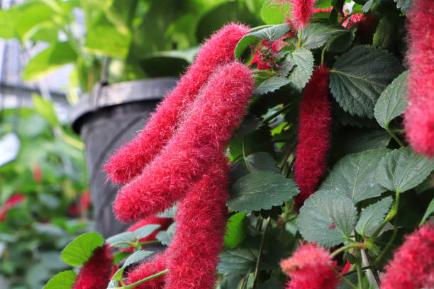 Chenille Pictures | Download Free Images on Unsplash