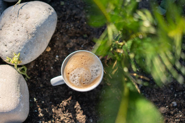 Coffee Nature Pictures | Download Free Images on Unsplash