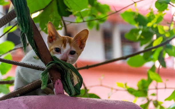 Indian Cats Pictures | Download Free Images on Unsplash