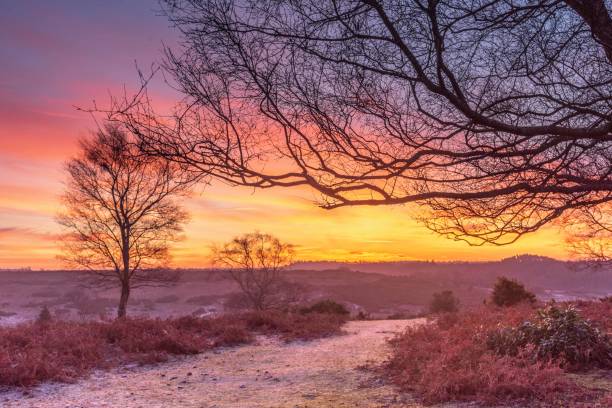 New Forest Pictures | Download Free Images on Unsplash
