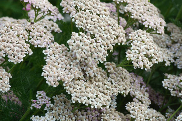 Yarrow Pictures | Download Free Images on Unsplash