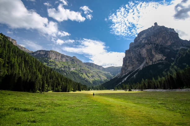 Selva Pictures | Download Free Images on Unsplash