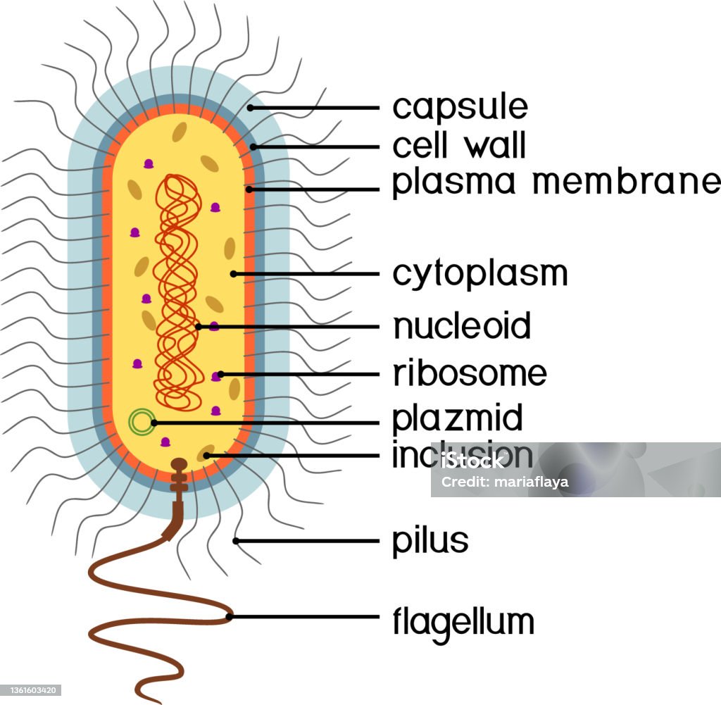 Bacterial Cell Structure Prokaryotic Cell With Nucleoid Flagellum ... Bacterial Cell Structure Prokaryotic Cell With Nucleoid Flagellum ...