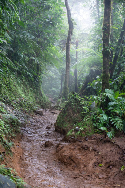 Dense Forest Pictures | Download Free Images on Unsplash