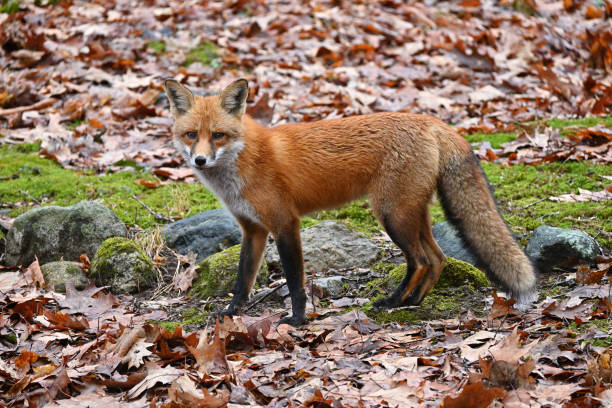 Fox Tail Pictures | Download Free Images on Unsplash