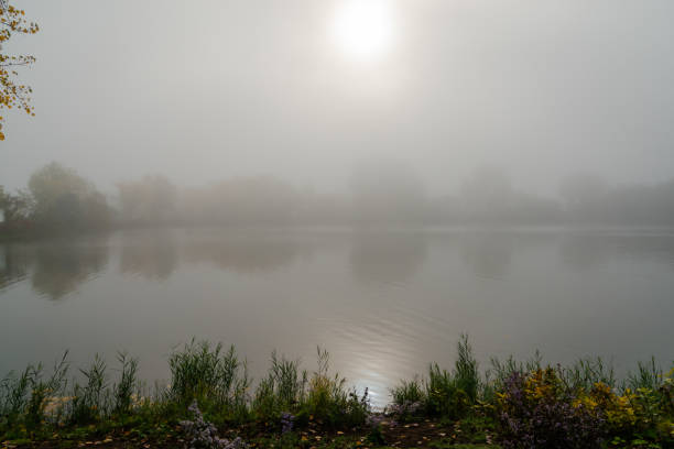 Free picture: Dense fog on lakeside with silhouette of trees in the ...