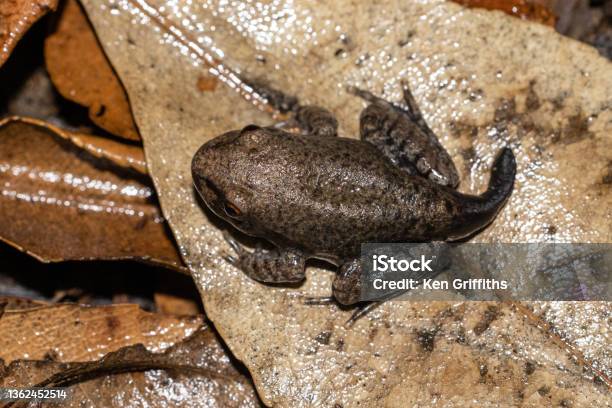 Berudu Foto Stok Unduh Gambar Sekarang Alam Amfibia Australia Istock