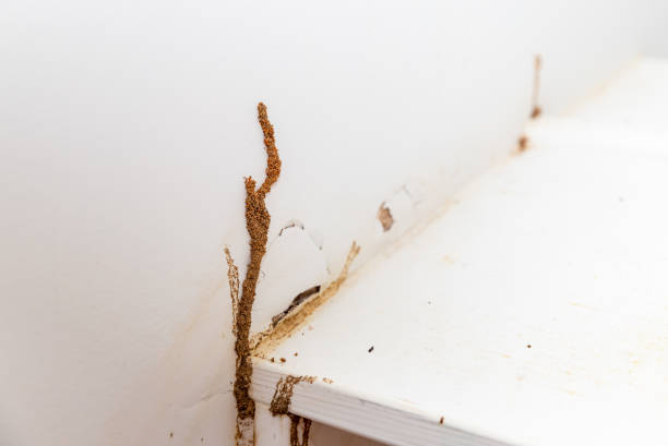 Pest Control Services Pictures | Download Free Images on Unsplash