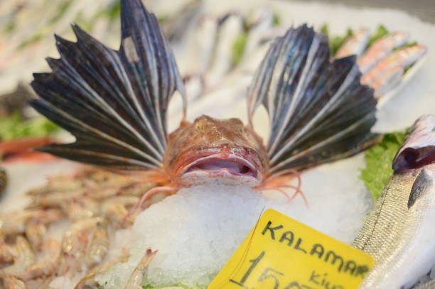 Flying Fish Pictures | Download Free Images on Unsplash