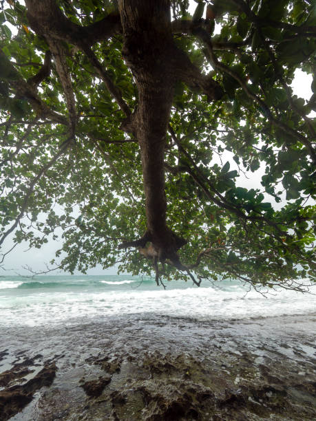 Raining Under A Tree Pictures | Download Free Images on Unsplash