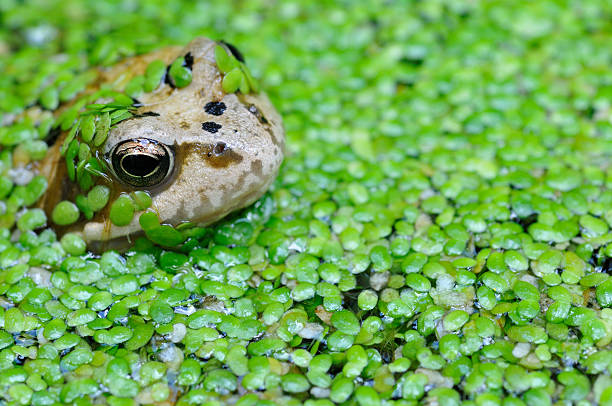 30k+ Green Frog Pictures | Download Free Images on Unsplash