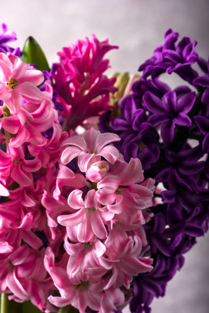 Hyacinth Pictures | Download Free Images on Unsplash