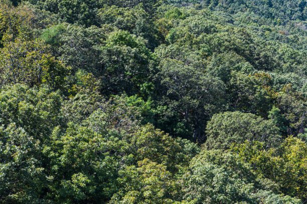 Free Stock Photo of Dense Cluster of Trees in Forest | Download Free ...