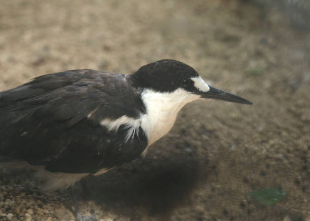 100 Sooty Tern Foto Stok Potret And Gambar Bebas Royalti Istock