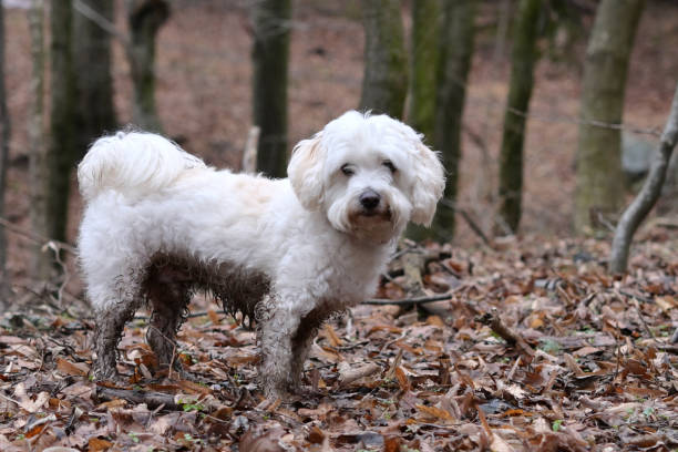 Free Stock Photo of Shaggy White Dog Standing in a Field | Download ...