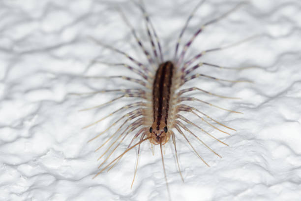 Centipede Pictures | Download Free Images on Unsplash
