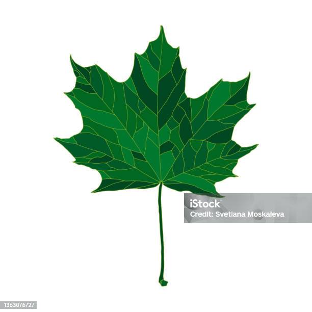 Silhouette Verte Feuille Dérable Isolée Sur Fond Blanc Vecteurs Libres