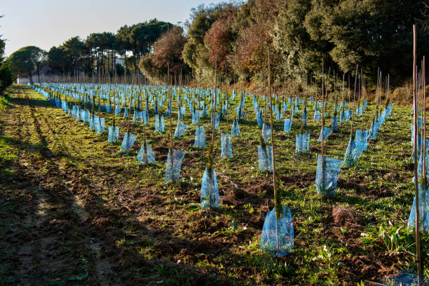 33,300+ Reforestation Stock Photos, Pictures & Royalty-Free Images - iStock 33,300+ Reforestation Stock Photos, Pictures & Royalty-Free Images - iStock