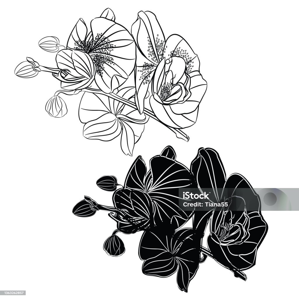 Orchid Phalaenopsis Outline And Silhouette Set Eight Flower On A White