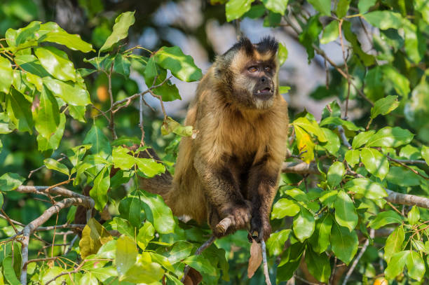 Capuchin Monkey Pictures | Download Free Images on Unsplash