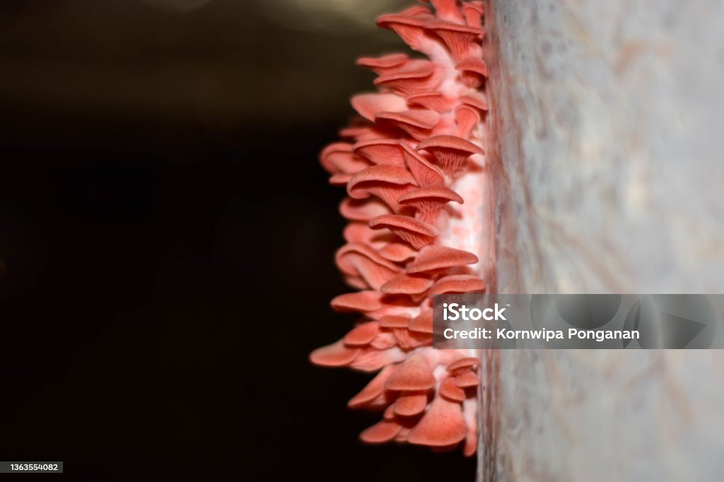 Beautiful Pink Oyster Mushroom Pleurotus Djamor Cultured In Organic