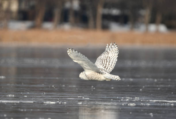 Free picture: Snowy owl flyover lake with water splash