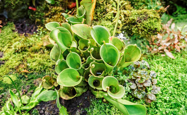 Carnivorous Plant Pictures | Download Free Images on Unsplash
