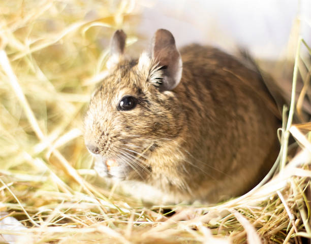 Free picture: Domestic grey mouse in haystack close-up of rodent