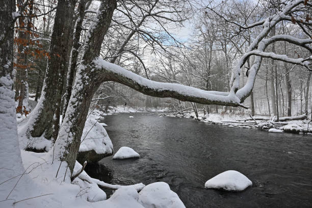 Free picture: snow, coating, trees, water