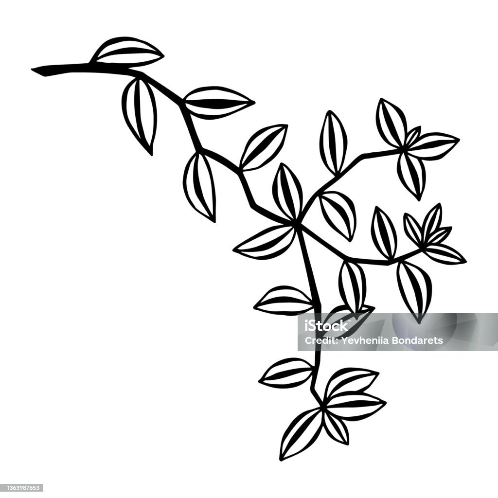 Tradescantia Branch With Leaves Vector Stock Illustration Eps10 Isolate ... Tradescantia Branch With Leaves Vector Stock Illustration Eps10 Isolate ...
