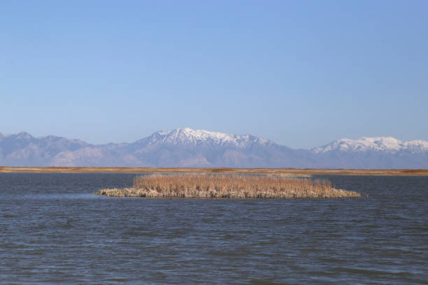 Free picture: scenic, bear, river, migratory, bird, refuge, Utah