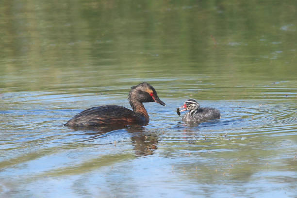 Free picture: horned, grebe, feeding, chick