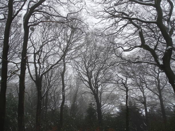 Gloomy Winter Snow Pictures | Download Free Images on Unsplash