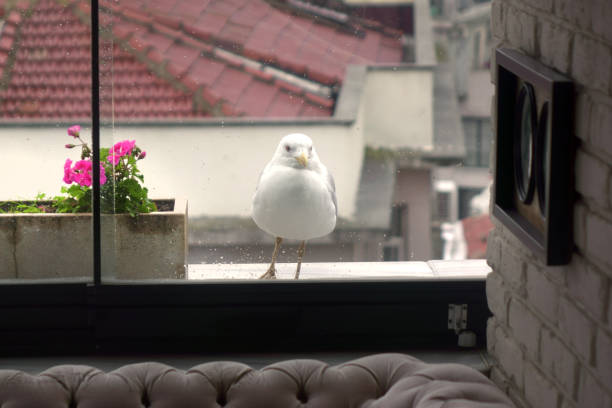 Free Stock Photo of Birds Perched on Window Sill | Download Free Images ...