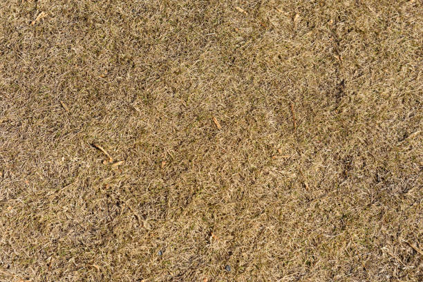 Brown Grass Pictures | Download Free Images on Unsplash