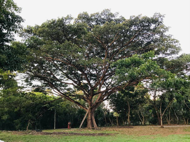 Rain Tree Pictures | Download Free Images on Unsplash