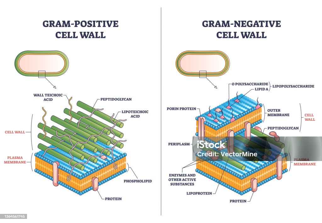 Gram Positif Versus Negatif Dinding Sel Perbedaan Garis Besar Diagram Ilustrasi Stok Unduh