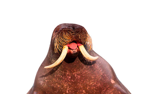 Walrus Pictures | Download Free Images on Unsplash