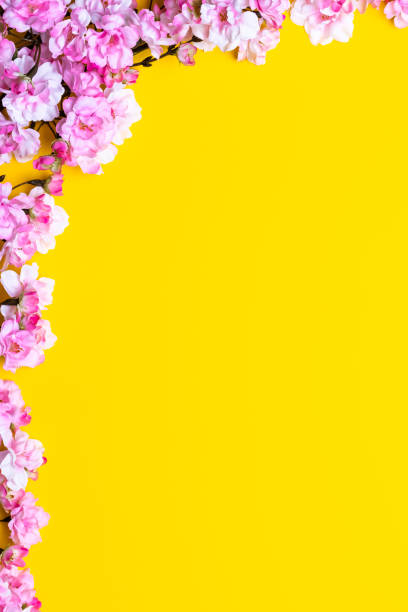Flower Frame Pictures | Download Free Images on Unsplash