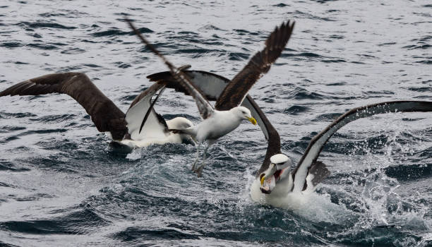 1000+ Albatross Pictures | Download Free Images on Unsplash