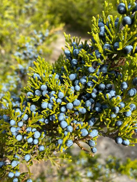 Juniper Berry Pictures | Download Free Images on Unsplash