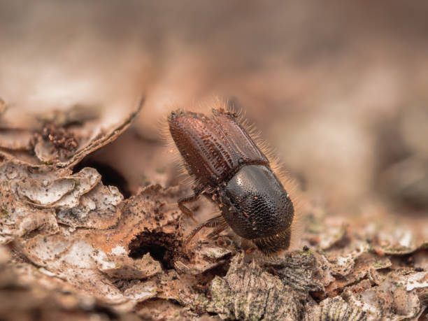 10,000+ Free Bark Beetles & Beetle Images - Pixabay