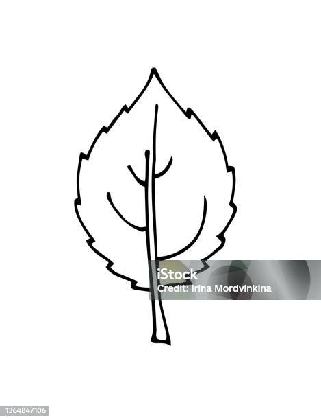 Feuille Darbre Dessin À La Main Contour Esquisse Isolée Sur Fond Blanc