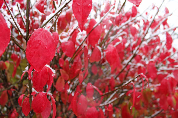 Burning Bush Pictures | Download Free Images on Unsplash