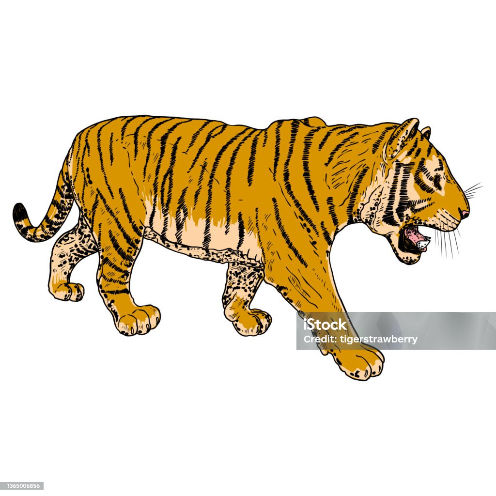 Harimau Mengaum Menggambar Dengan Latar Belakang Putih Ilustrasi