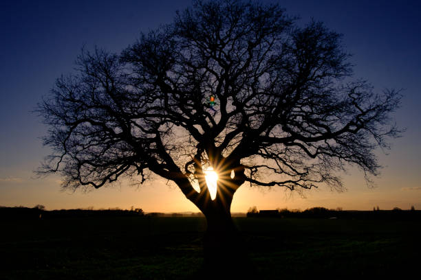 Free picture: silhouette, Sun glow, sunrise, trees, sunset, sun, star ...