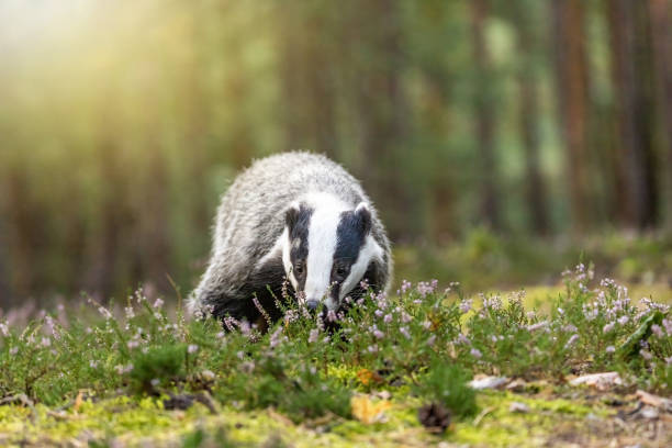 30k+ Badger Pictures | Download Free Images on Unsplash